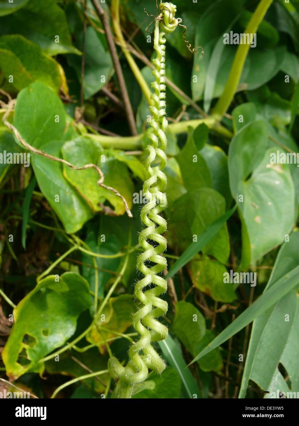 Cucurbitaceae Tendril