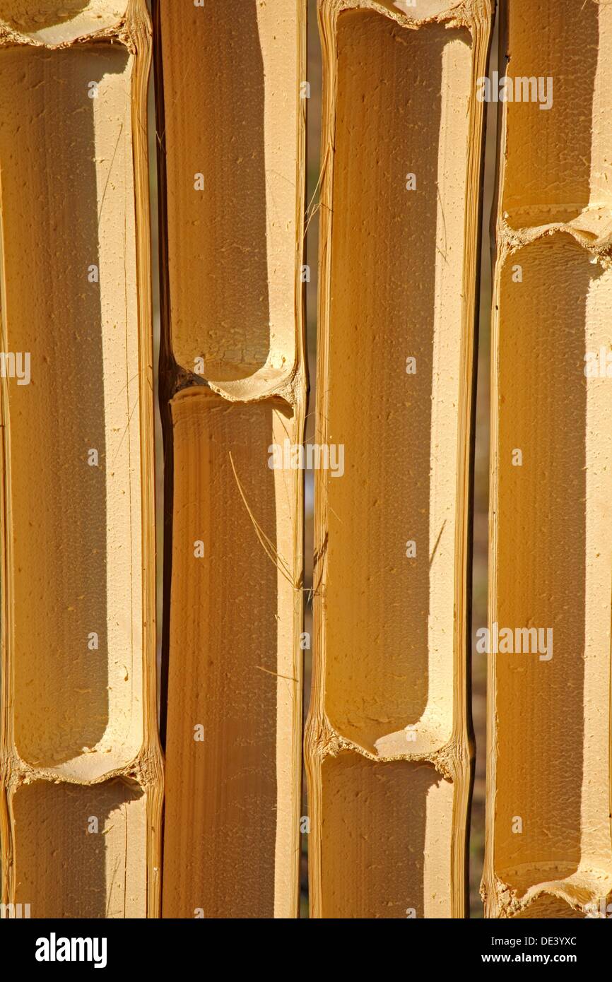 Bamboo Section, Half Cut, India Stock Photo - Alamy