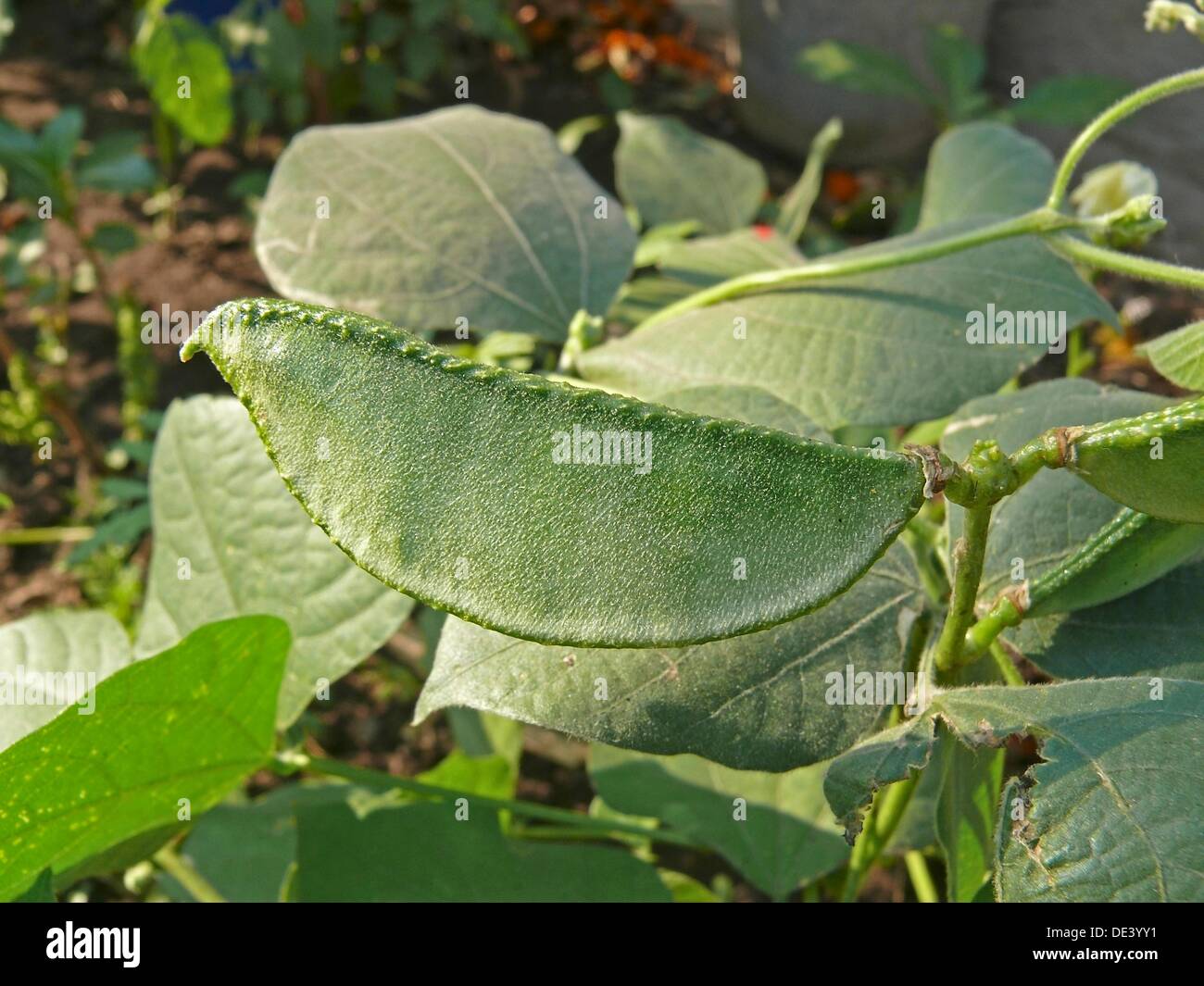 Papilionaceae fabaceae hi-res stock photography and images - Alamy