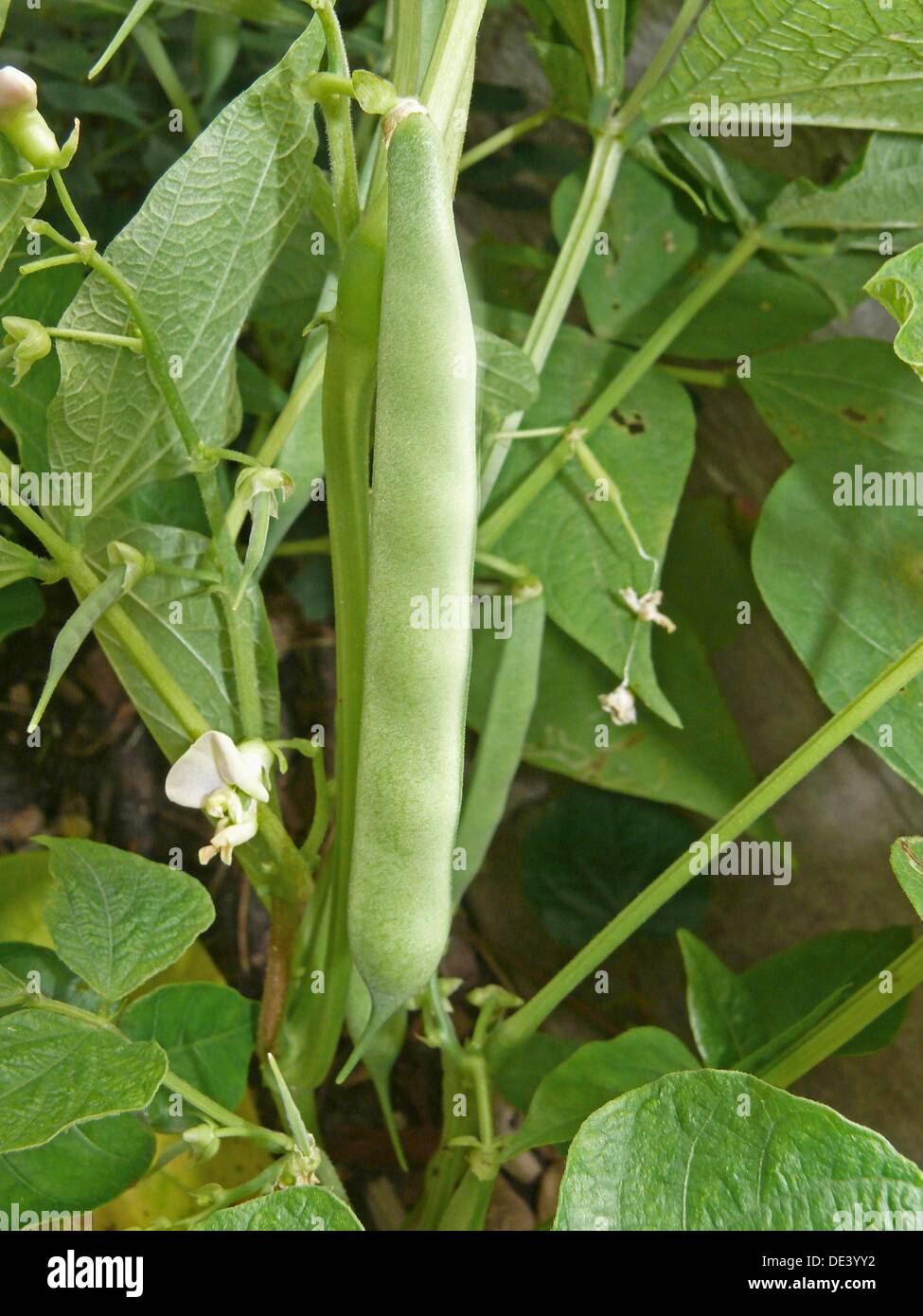 Common bean phaseolus fresh beans hi-res stock photography and images ...