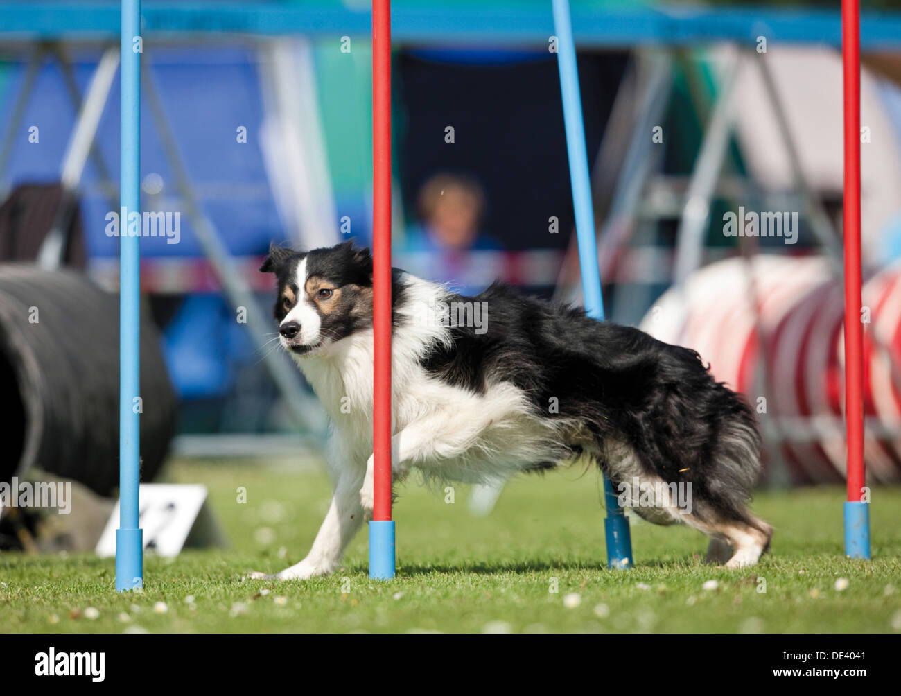 Border Collie agility course Adult demonstrating fast weave poles Stock ...