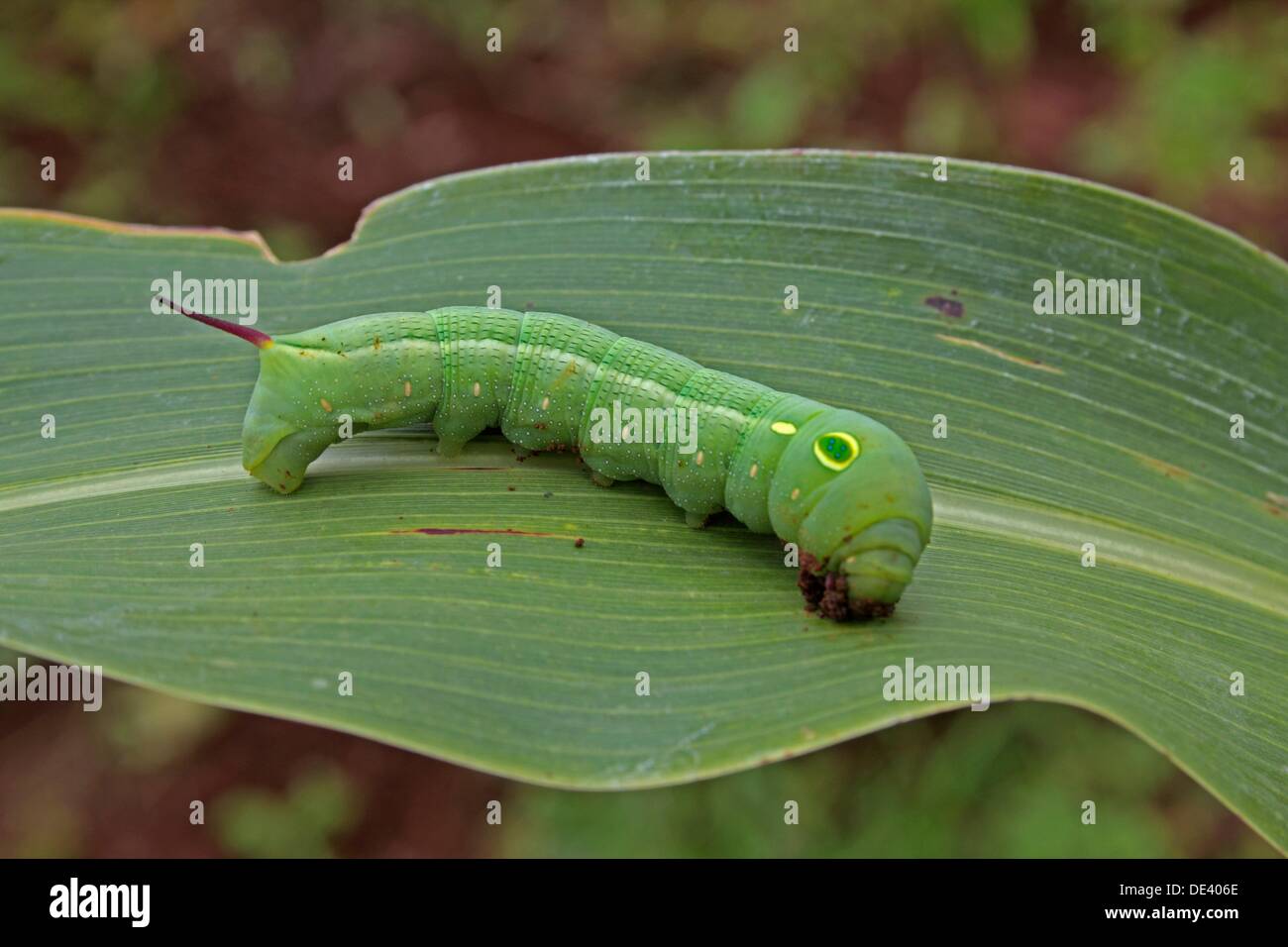 Eastern Tiger Swallowtail Caterpillar High Resolution Stock Photography ...