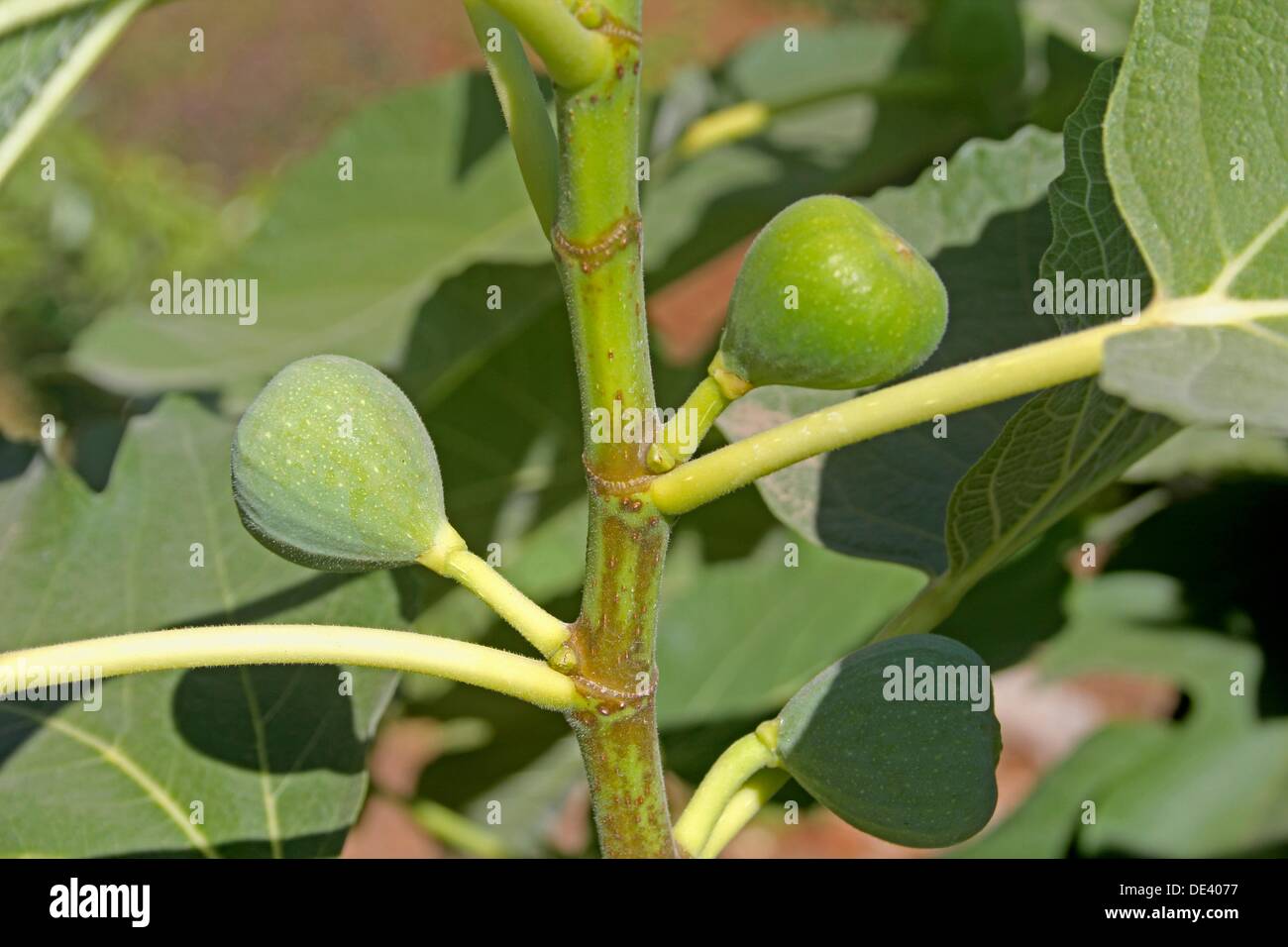 Fig india hi-res stock photography and images - Alamy