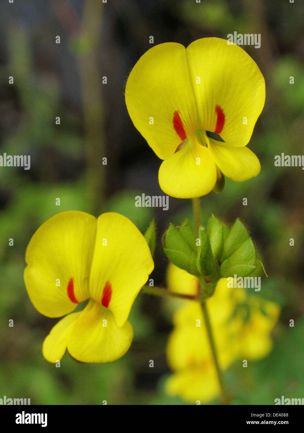 Sinhagad for hi-res stock photography and images - Alamy