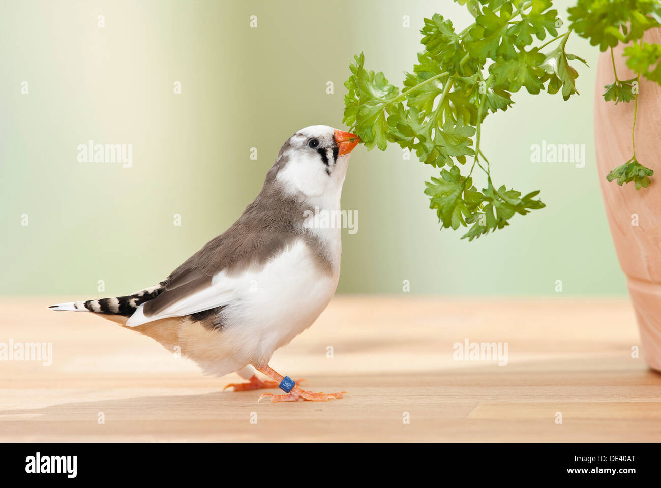 Zebra Finch Taeniopygia guttata Adult bird eating Parsley leaves Stock ...