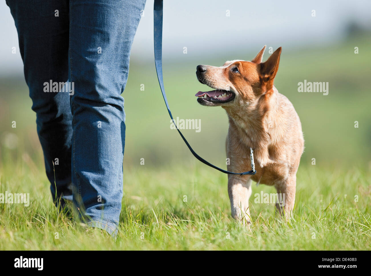 Walking australian cattle dog hi-res stock photography and images - Alamy