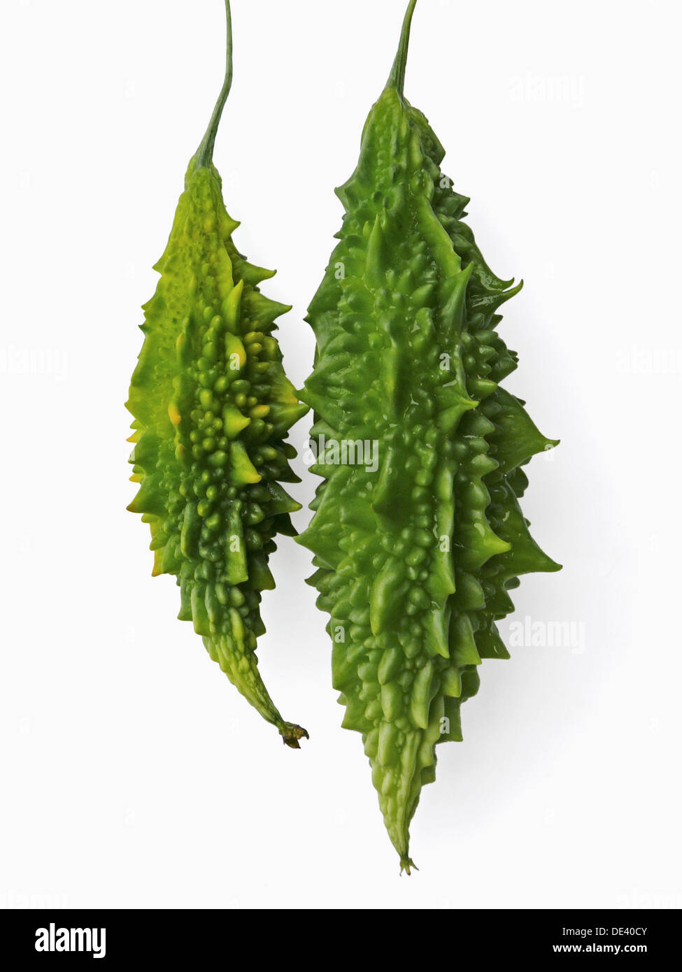 Gourd latin name hi-res stock photography and images - Alamy