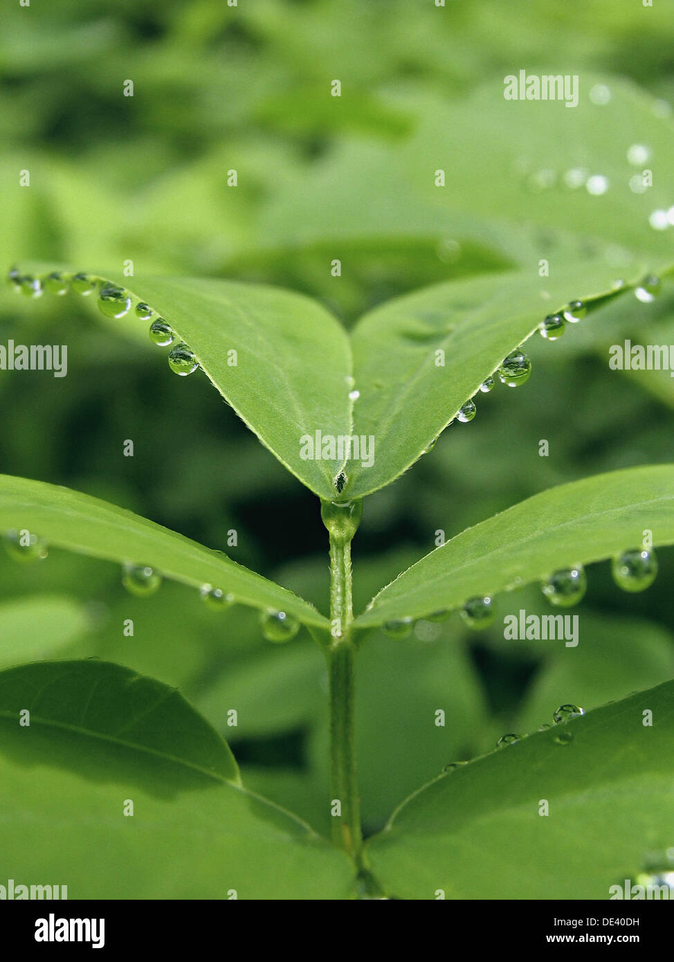 Sickle pod leaf hi-res stock photography and images - Alamy