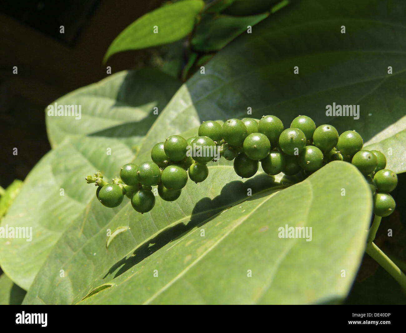 Black Pepper Live Plant - Piper Nigrum at Christopher Stafford blog