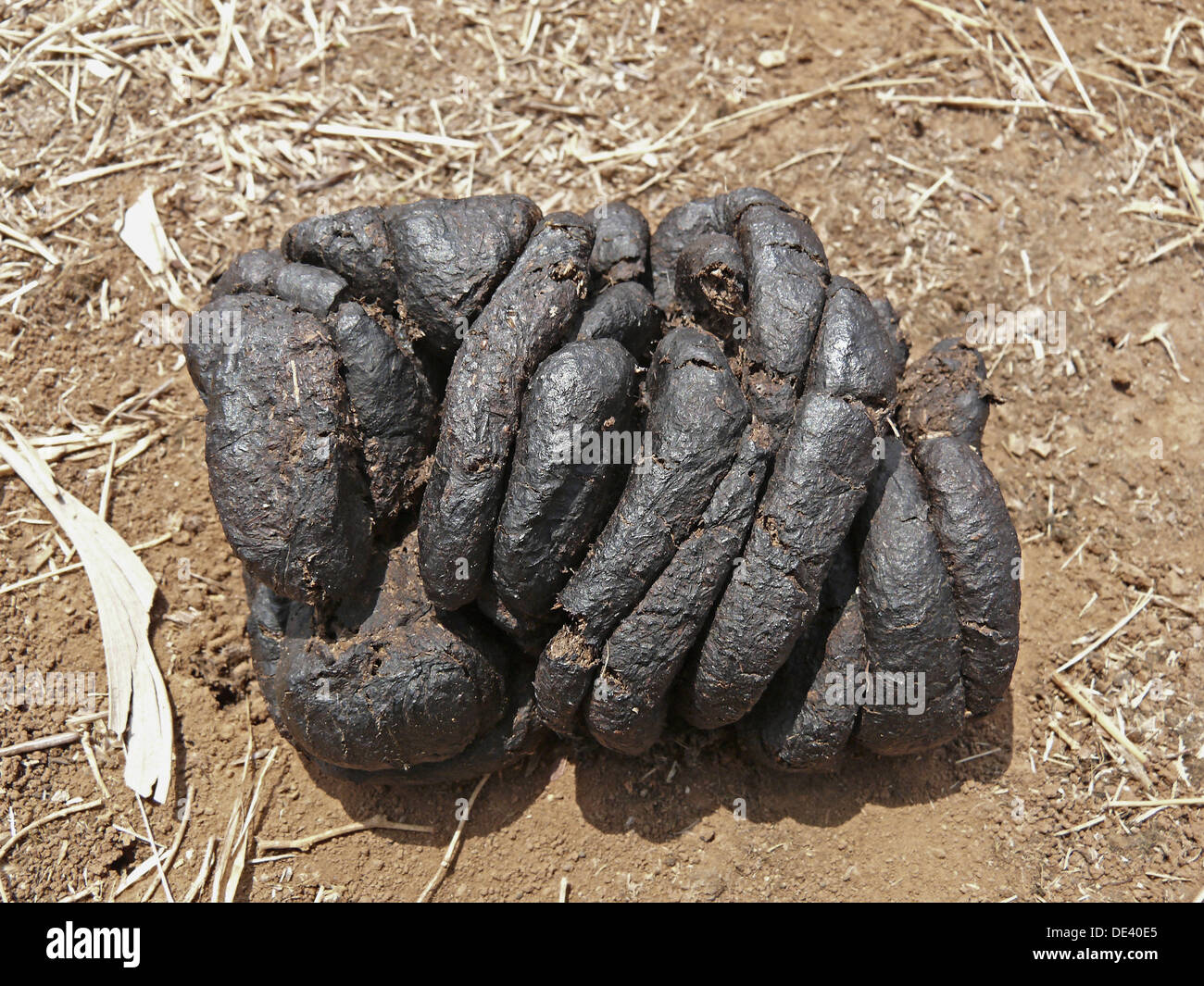Dry cow dung Pune, Maharashtra, India Stock Photo - Alamy