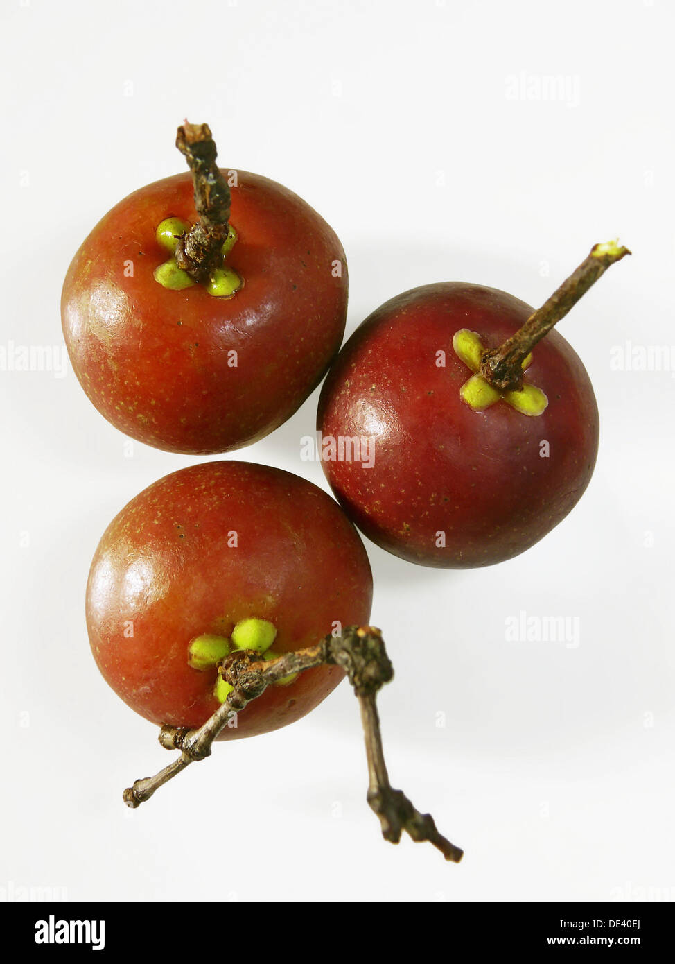 Kokam hi-res stock photography and images - Alamy