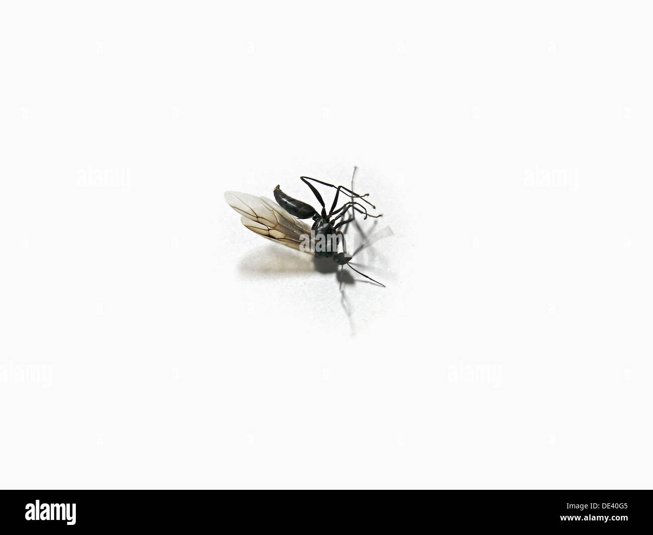 Dead species Cut Out Stock Images & Pictures - Alamy