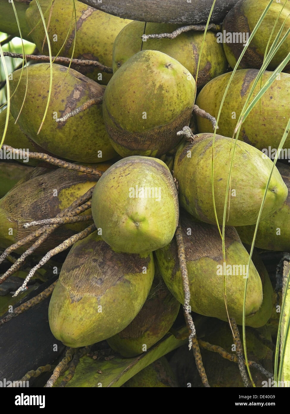 Coco nucifera hi-res stock photography and images - Alamy