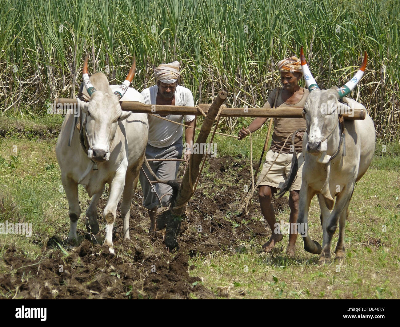 Farmers ploughing a field with cattle High Resolution Stock Photography ...