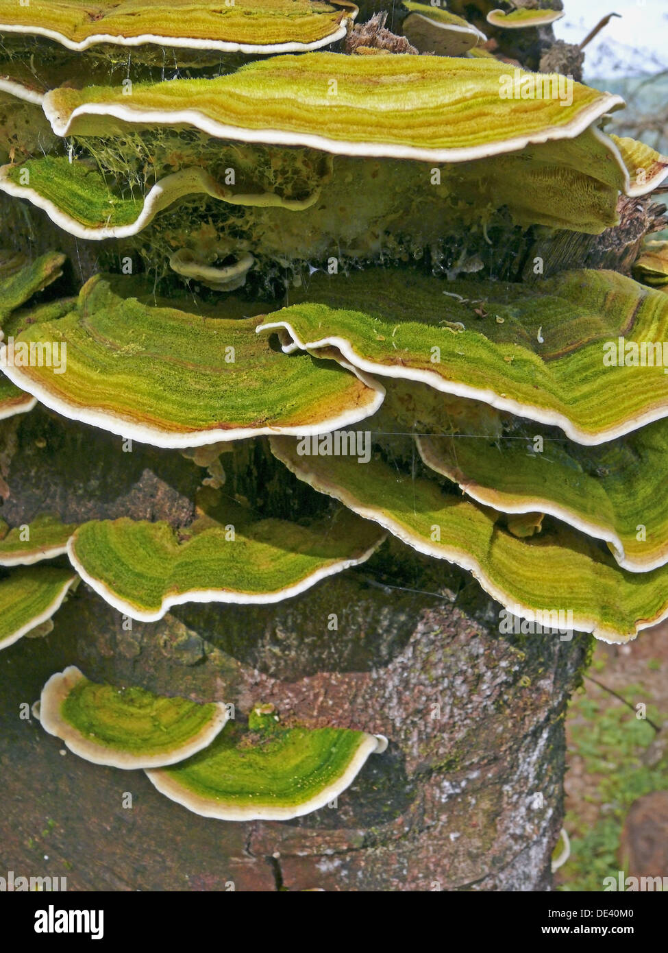 Annual Bracket Fungi High Resolution Stock Photography and Images - Alamy