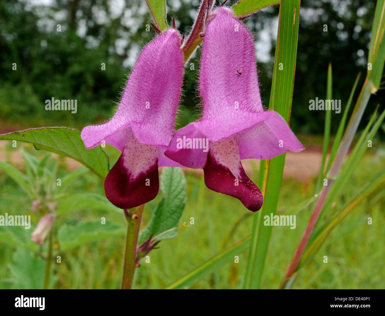 Sesamum india hi-res stock photography and images - Alamy