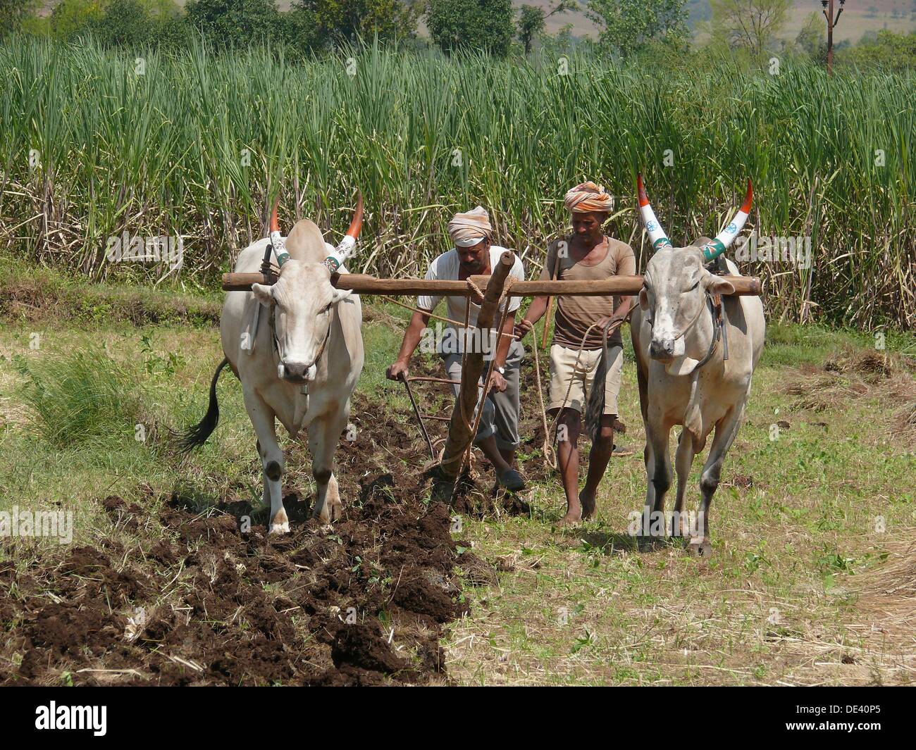 Farmer ploughing his field the old fashioned way hi-res stock ...