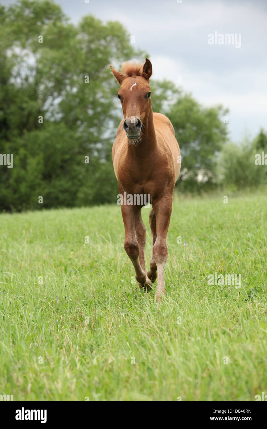 Filly of sorrel solid paint horse before a storm Stock Photo - Alamy