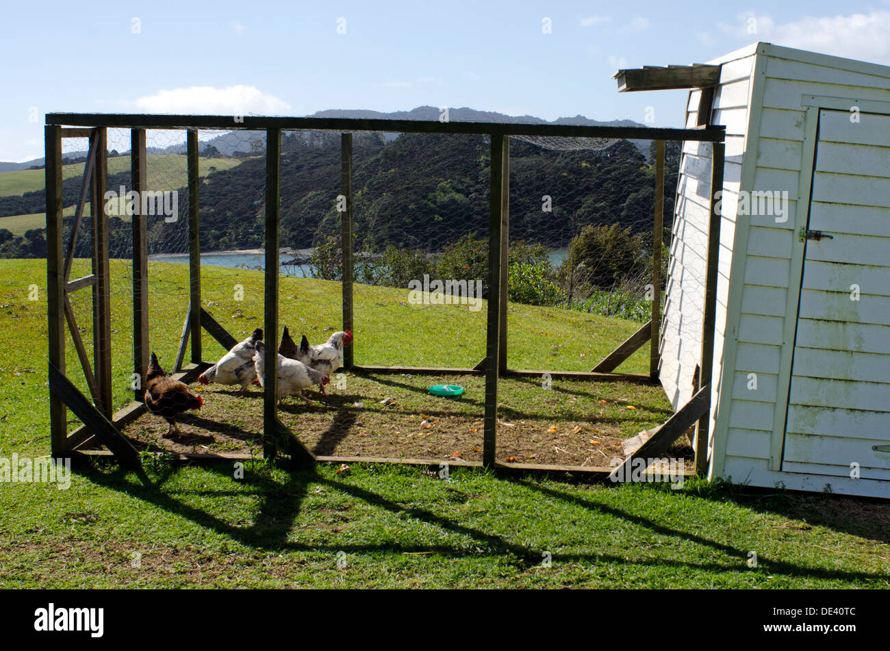 Egg Laying Hen High Resolution Stock Photography and Images - Alamy