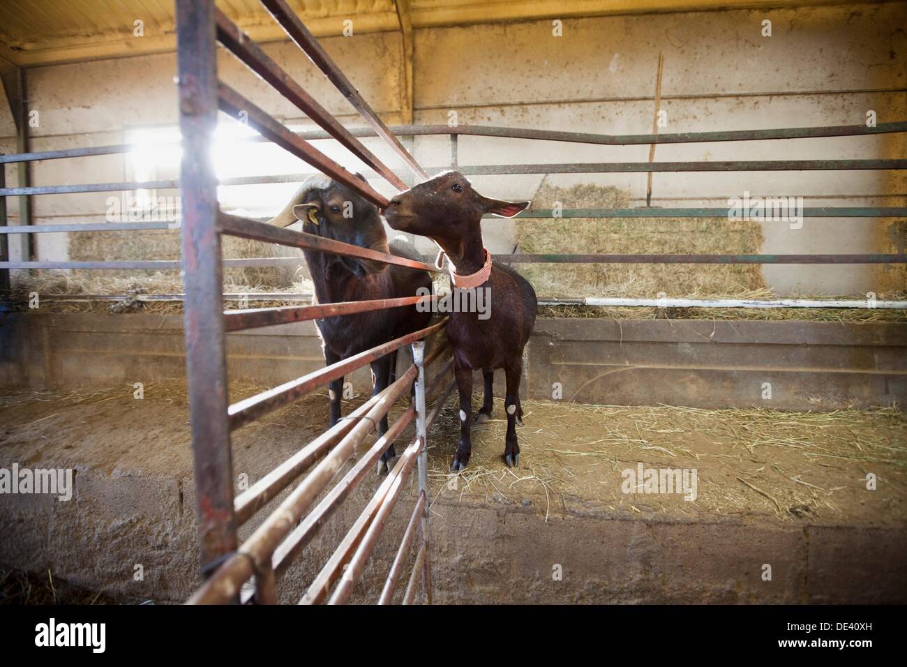 A goat two goats hi-res stock photography and images - Alamy