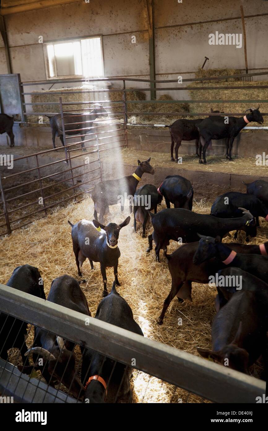 Meet the goats hi-res stock photography and images - Alamy