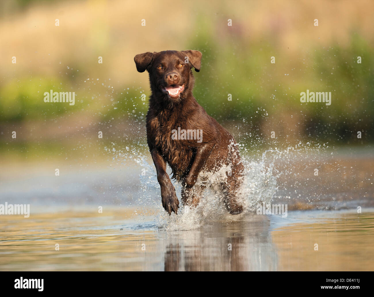Brown dog running through water hi-res stock photography and images - Alamy