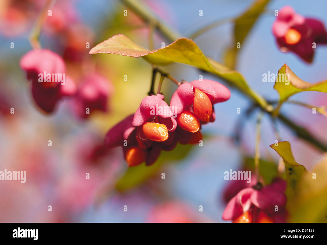Spindle plant hi-res stock photography and images - Alamy