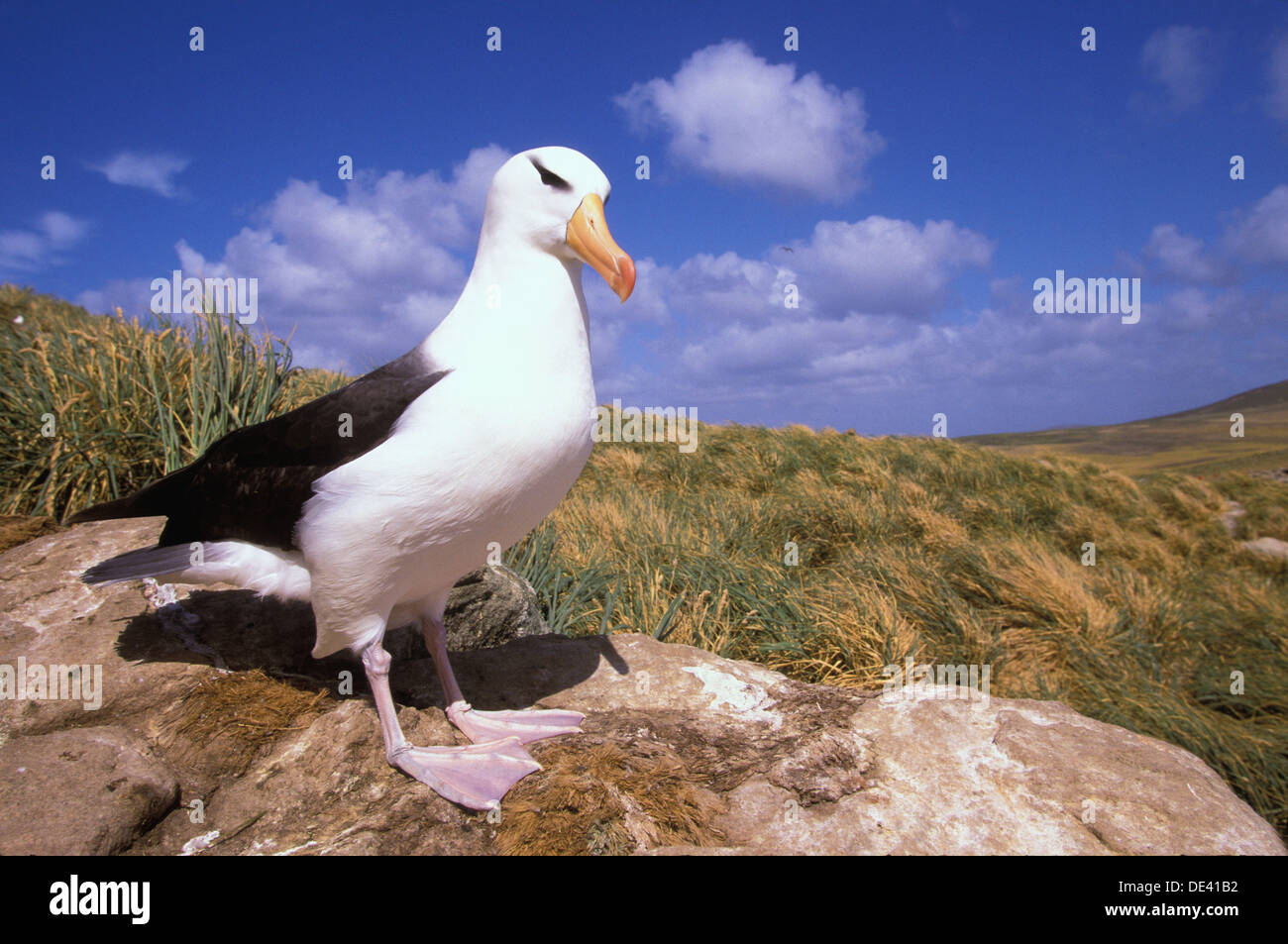Black browed albatross family hi-res stock photography and images - Alamy