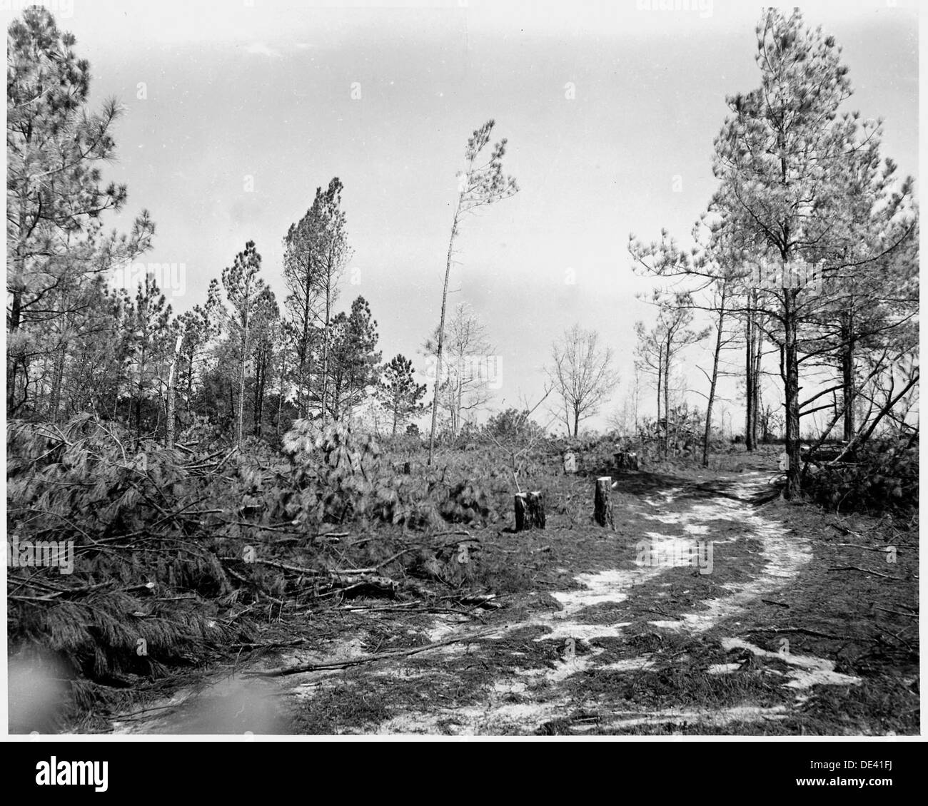 Indiscriminate deforestation hi-res stock photography and images - Alamy