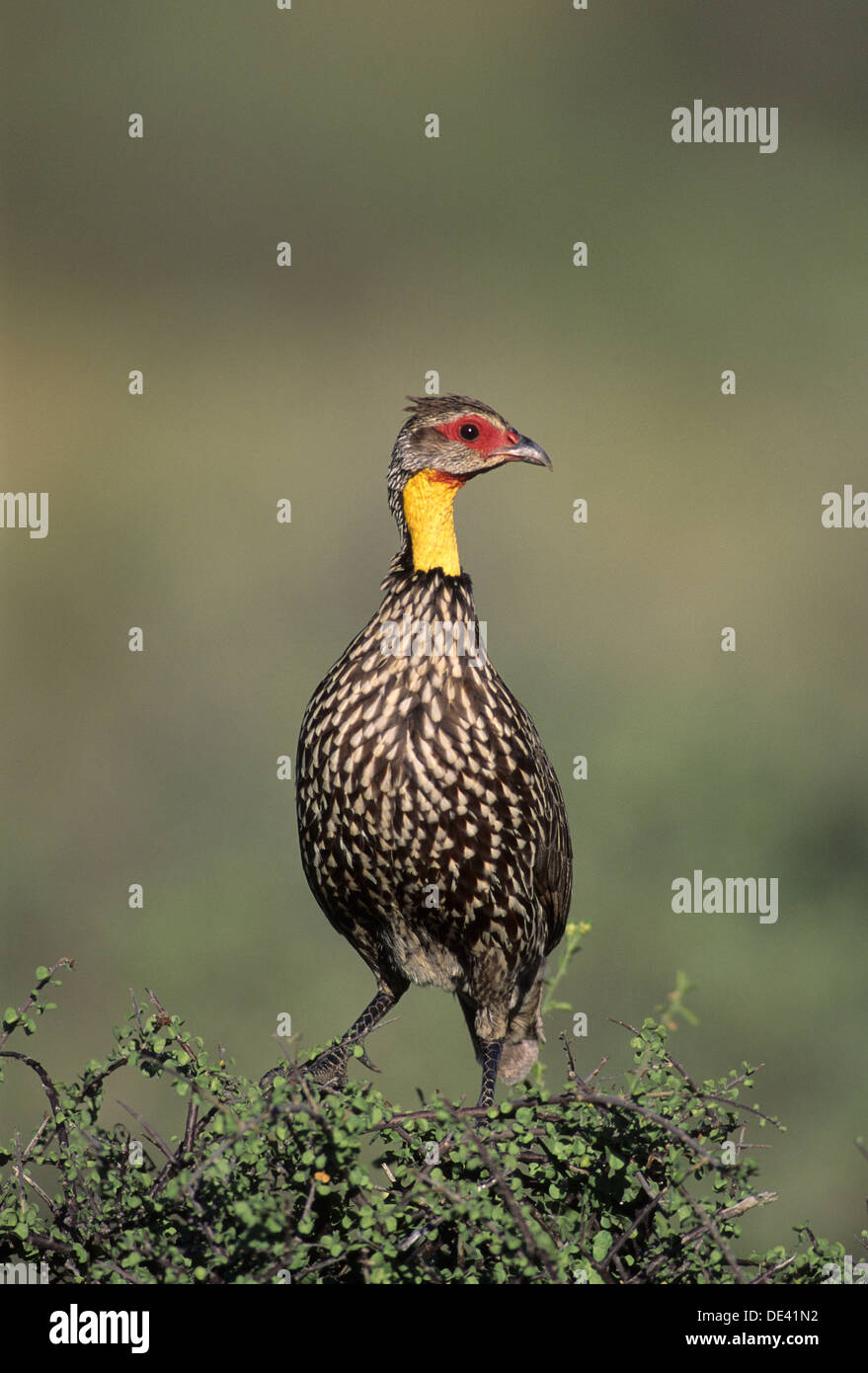 Yellow-necked Spurfowl Francolinus leucoscepus Stock Photo - Alamy