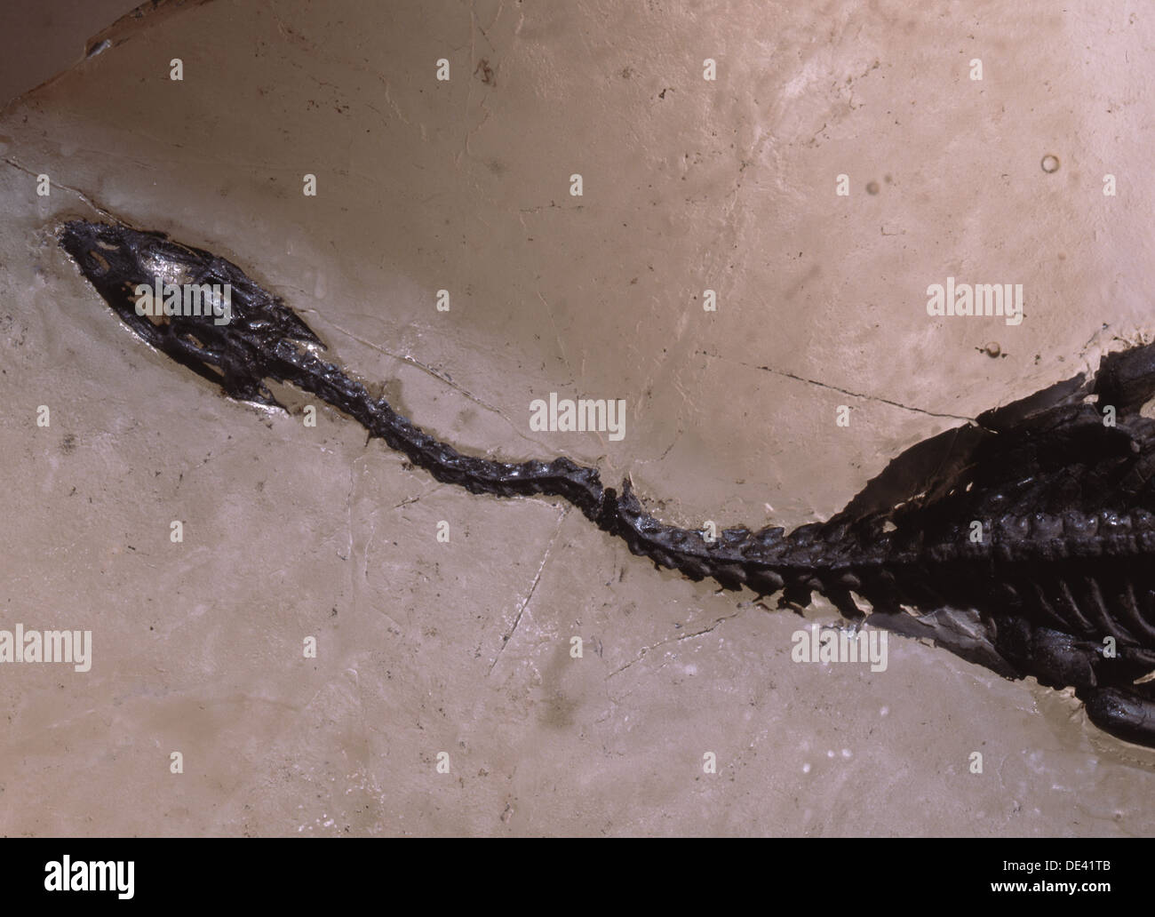 Fossil embryo hi-res stock photography and images - Alamy