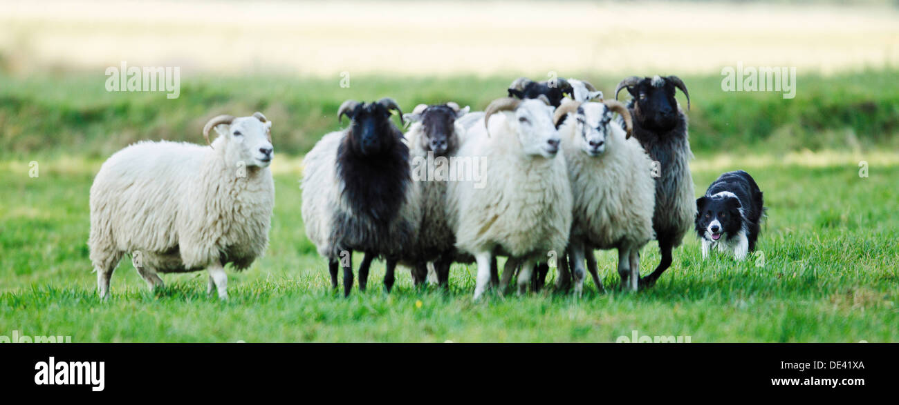 Border Collie herding sheep Stock Photo - Alamy