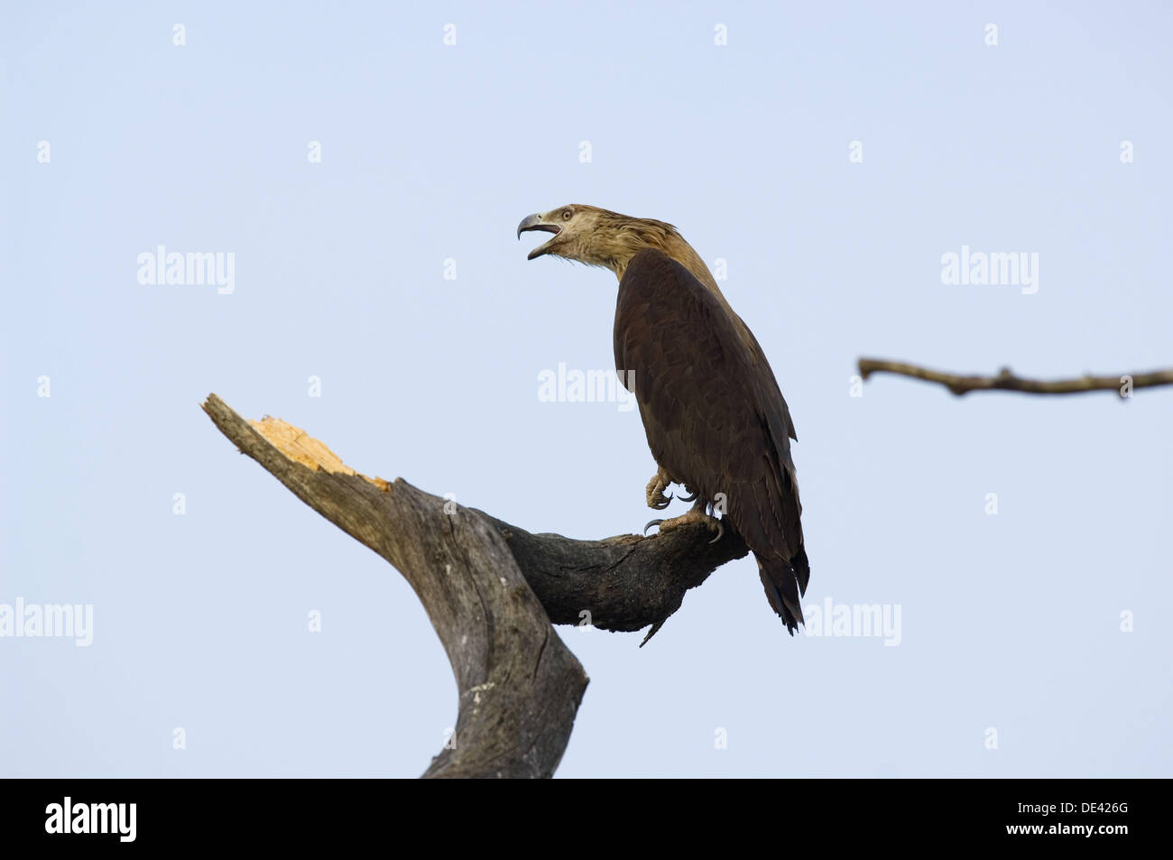 Pallas fish eagle hi-res stock photography and images - Alamy