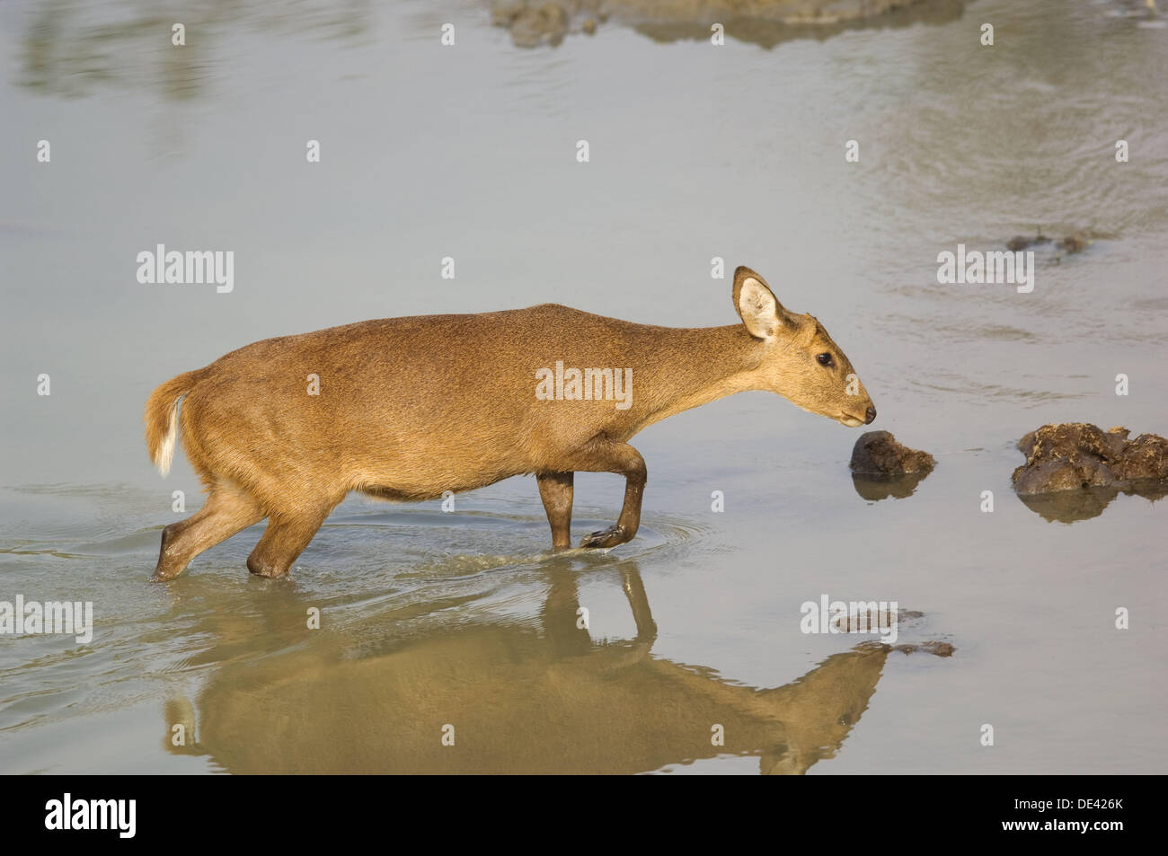 Axis porcinus hi-res stock photography and images - Alamy