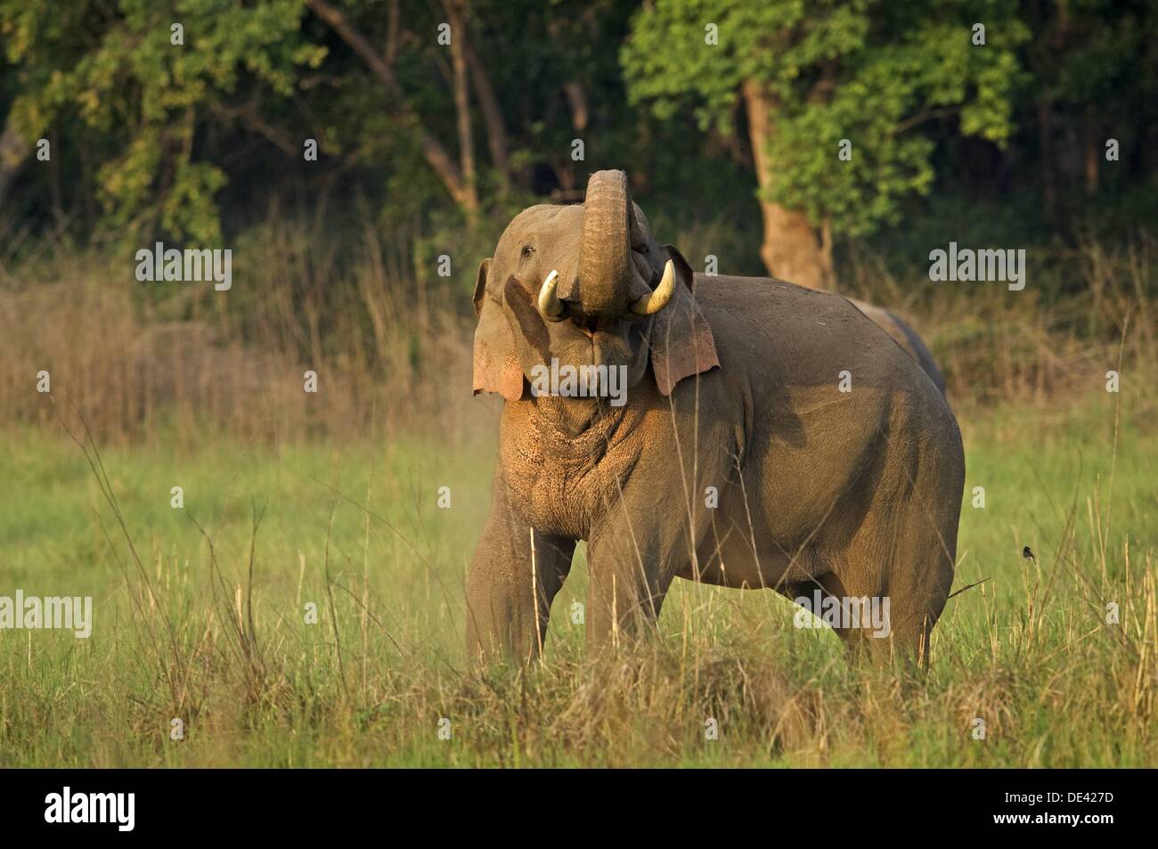 Elephant mast hi-res stock photography and images - Alamy