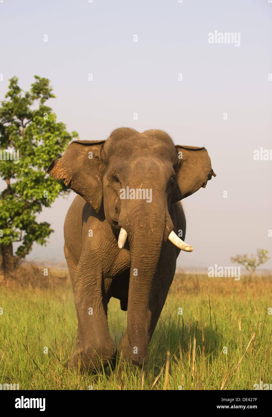 Asian elephant charge hi-res stock photography and images - Alamy