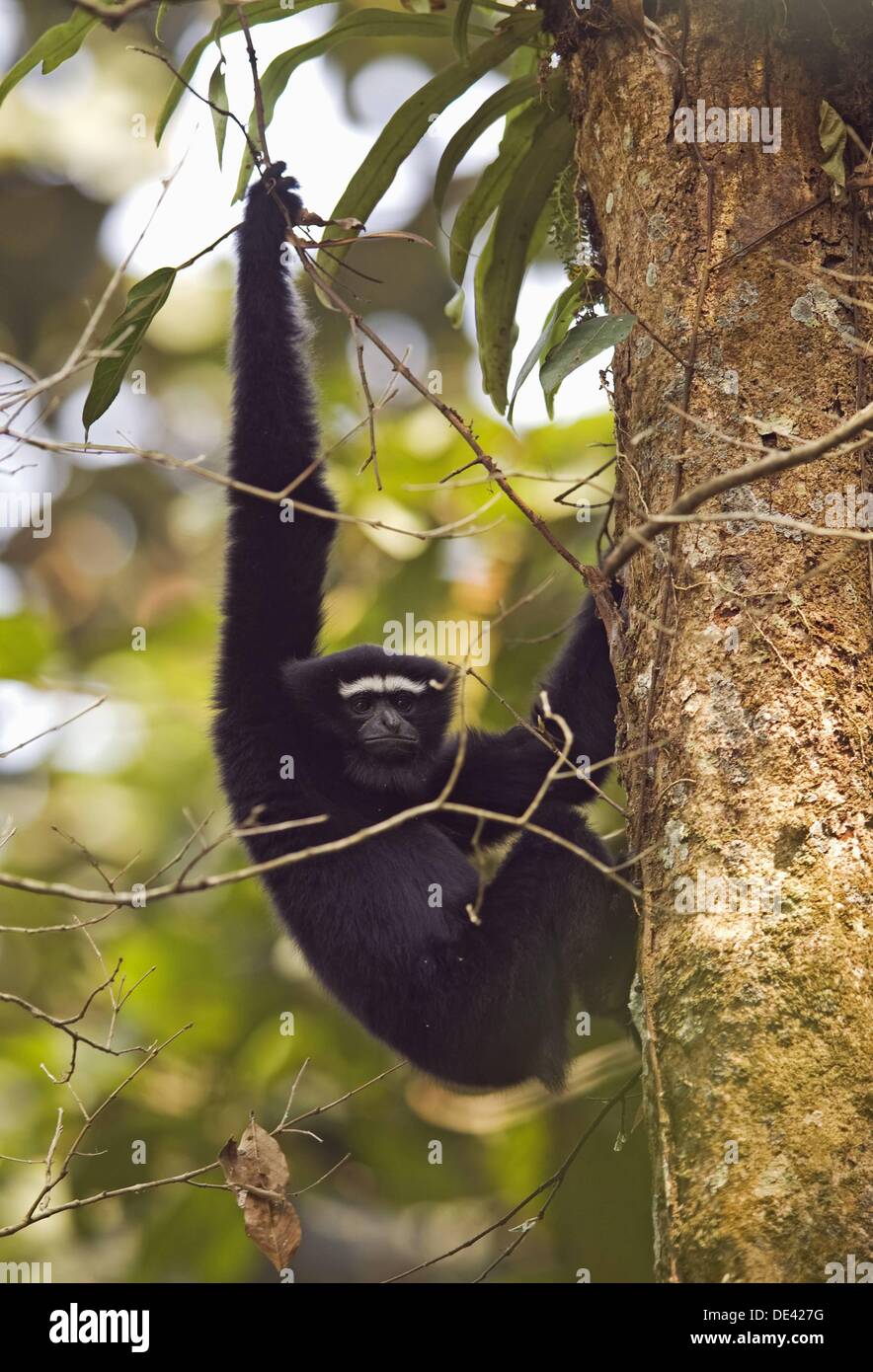 Western hoolock hi-res stock photography and images - Alamy