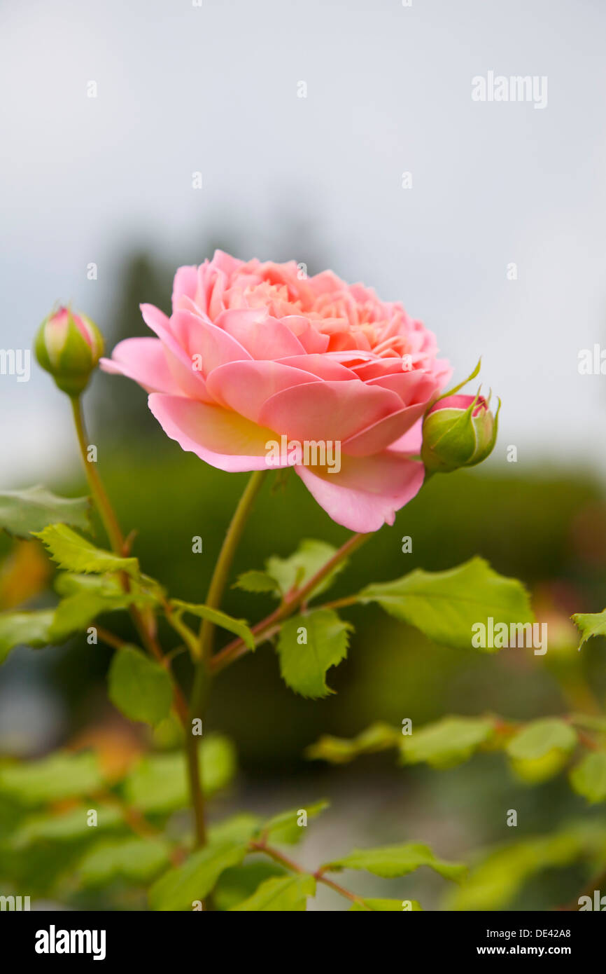 Jubilee celebration flower hi-res stock photography and images - Alamy