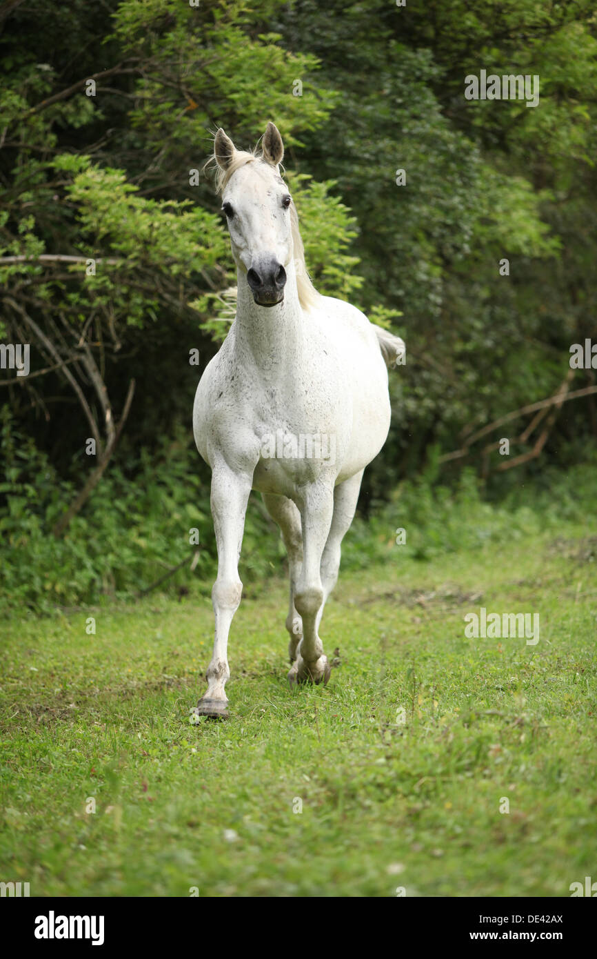 Blood horse hi-res stock photography and images - Alamy