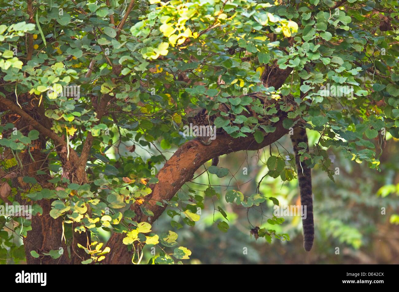 Cluded hi-res stock photography and images - Alamy