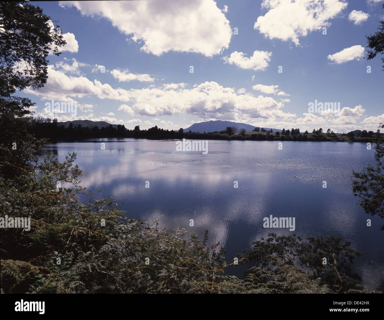 Hells Gate New Zealand Stock Photos & Hells Gate New Zealand Stock ...