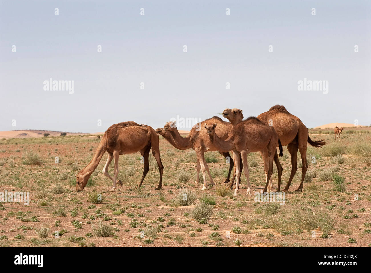 Dromedary camels hi-res stock photography and images - Alamy