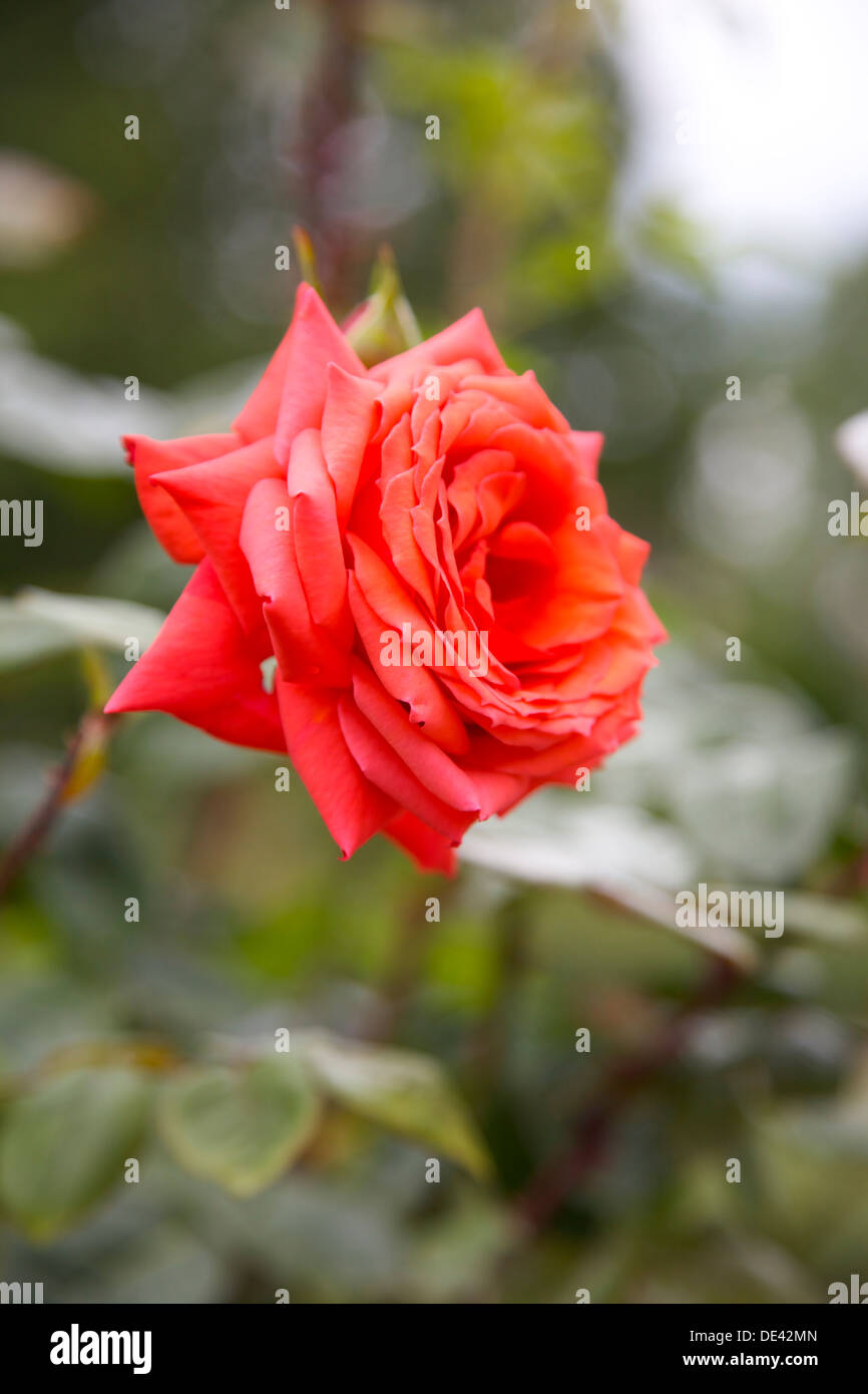 Lucy Cramphorn rose Stock Photo - Alamy