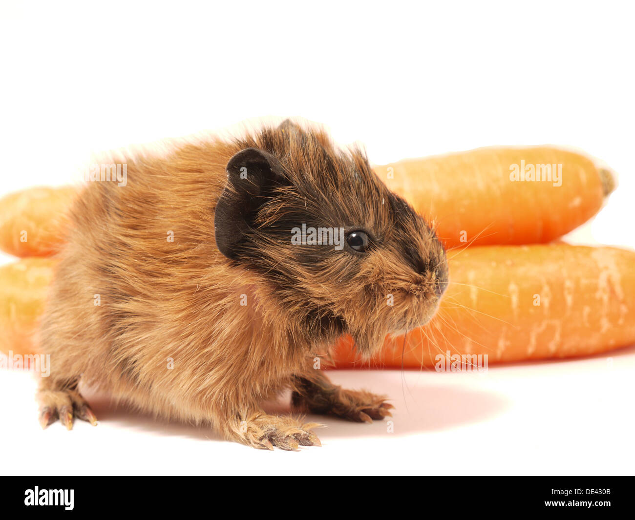 brown guinea pig eating carrot Stock Photo - Alamy