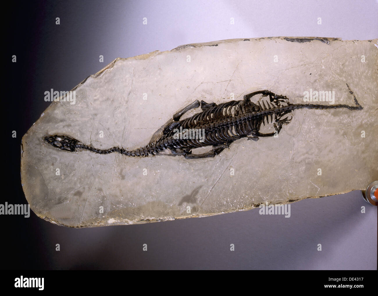 Fossil embryo hi-res stock photography and images - Alamy