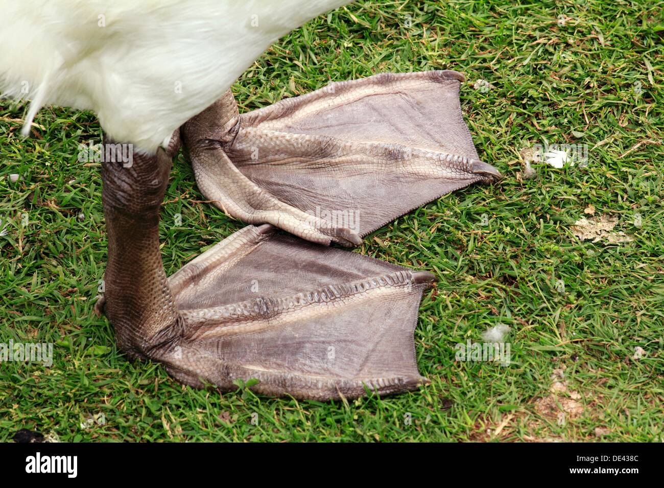 Webbed bird feet hi-res stock photography and images - Alamy