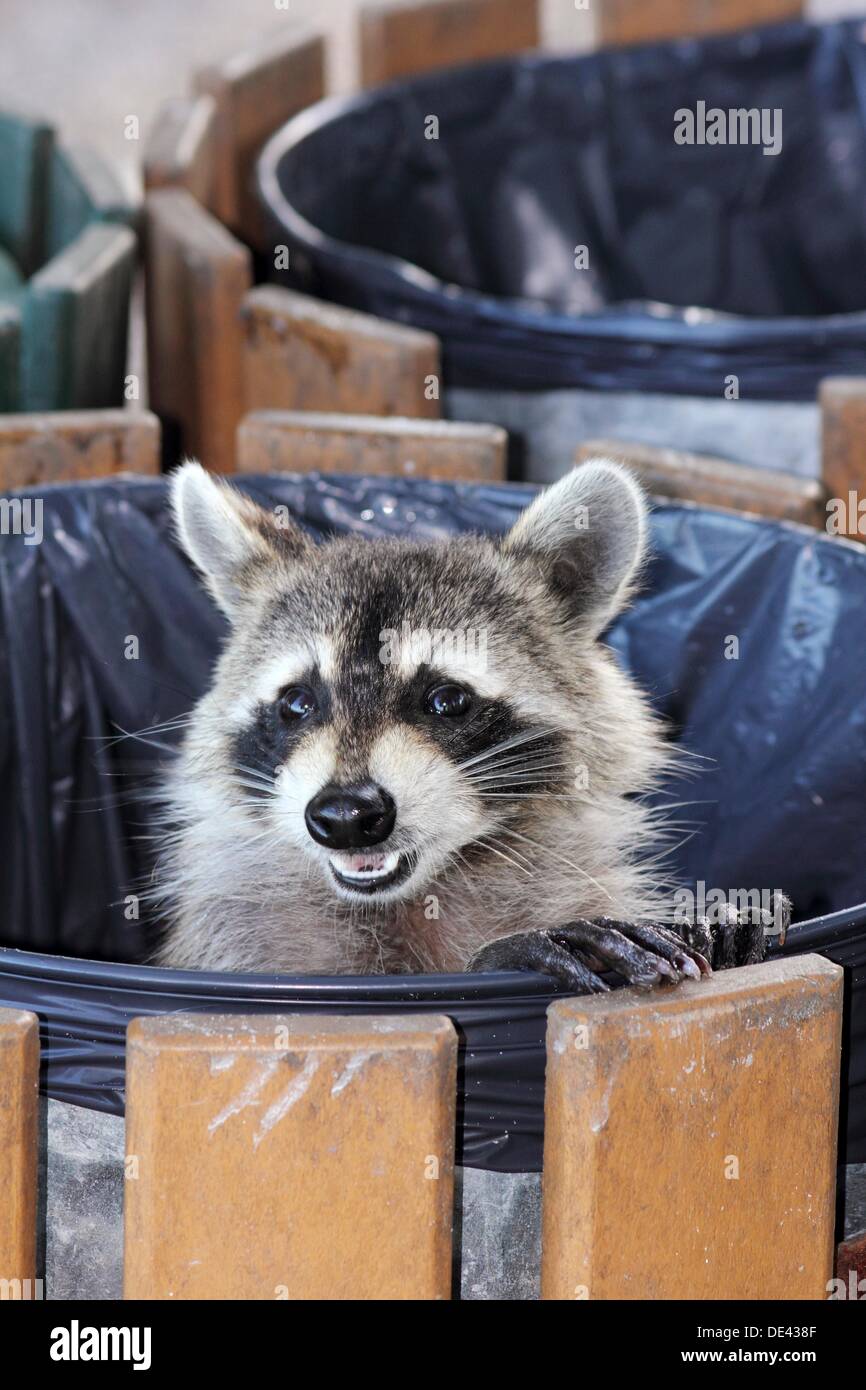 Raccoon garbage can hi-res stock photography and images - Alamy