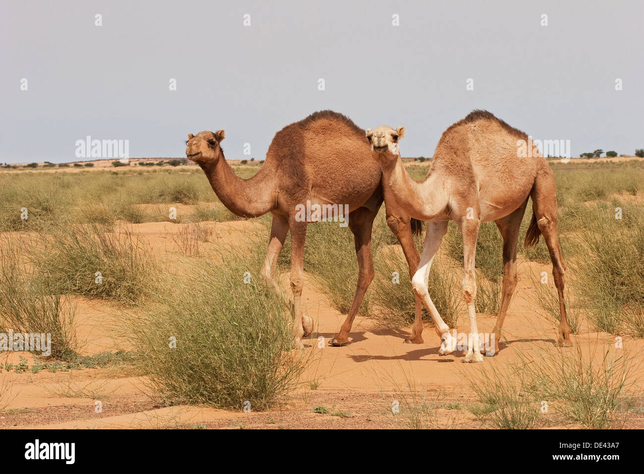 Camels hoof hi-res stock photography and images - Alamy