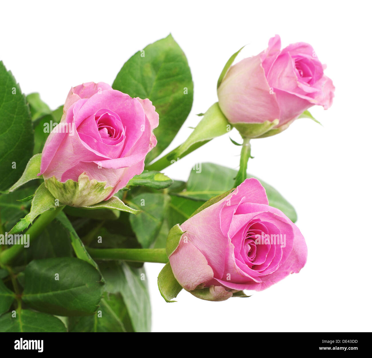 Three rose blossom bouquet hi-res stock photography and images - Alamy