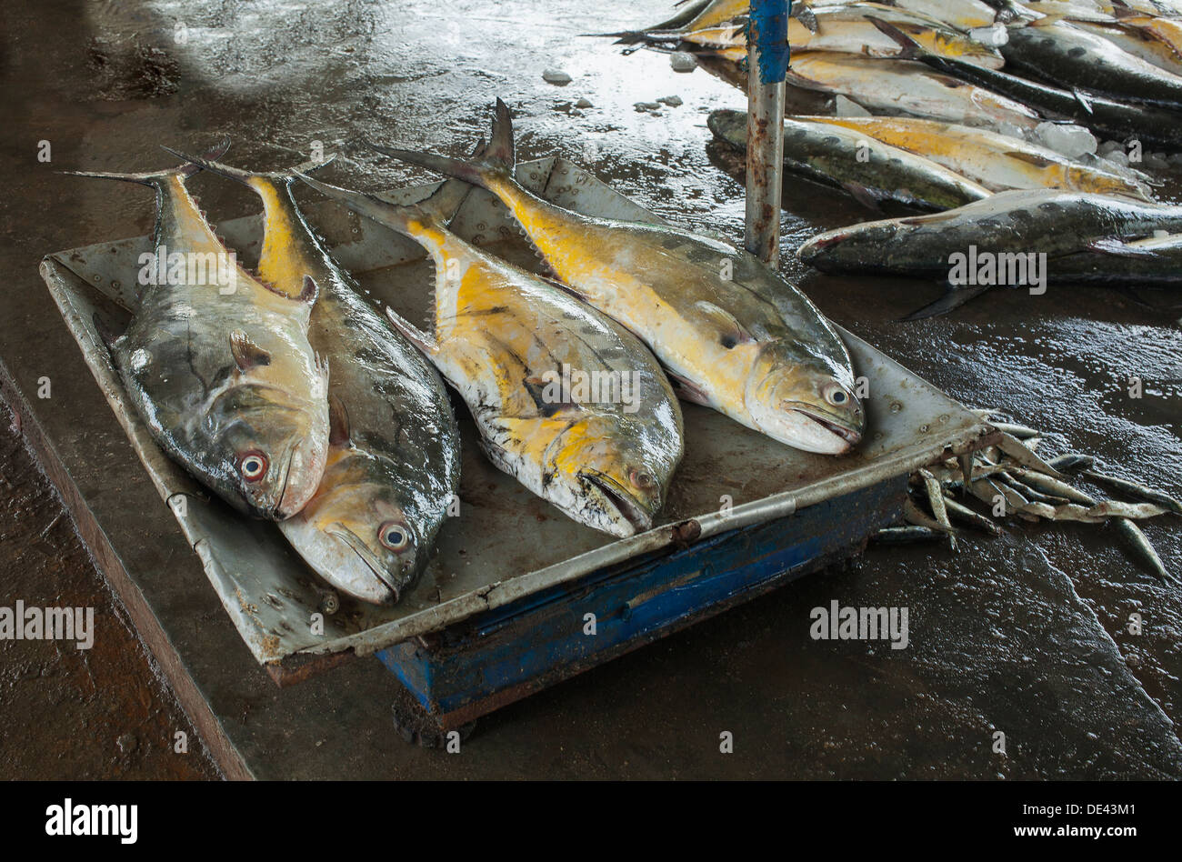 Freshly caught yellow tuna on fish market Stock Photo - Alamy
